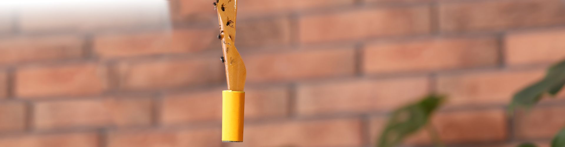 Flying Insects - A Bell Pest Services | South Jersey