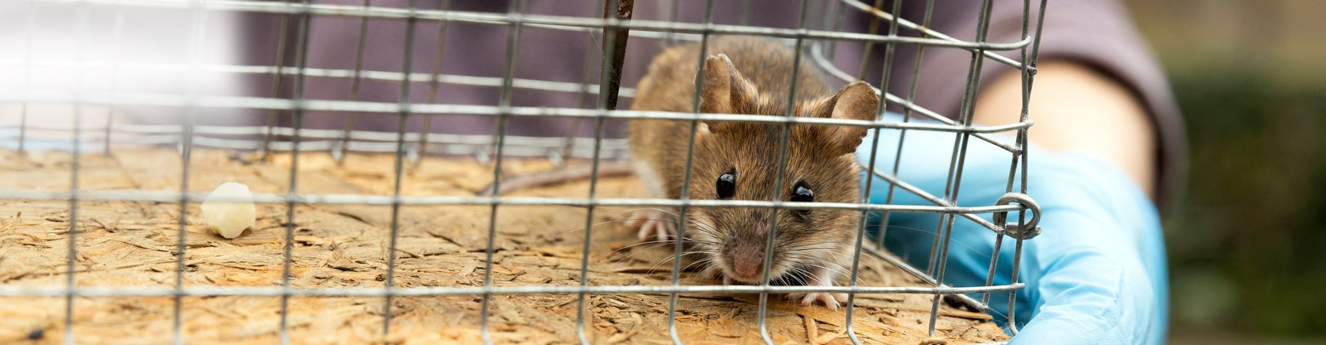 Mice & Rats - A Bell Pest Services | South Jersey