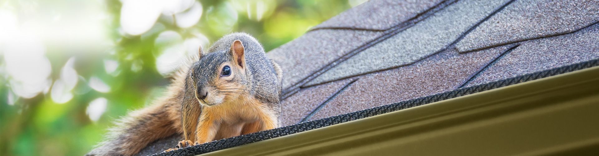 Squirrels, Raccoon & Skunks - A Bell Pest Services | South Jersey