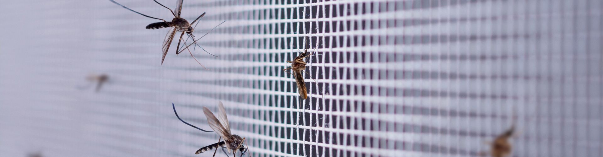 Mosquitoes - A Bell Pest Services | South Jersey