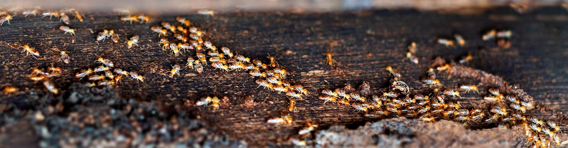 Termites (Inspection & Treatment) - A Bell Pest Services | South Jersey