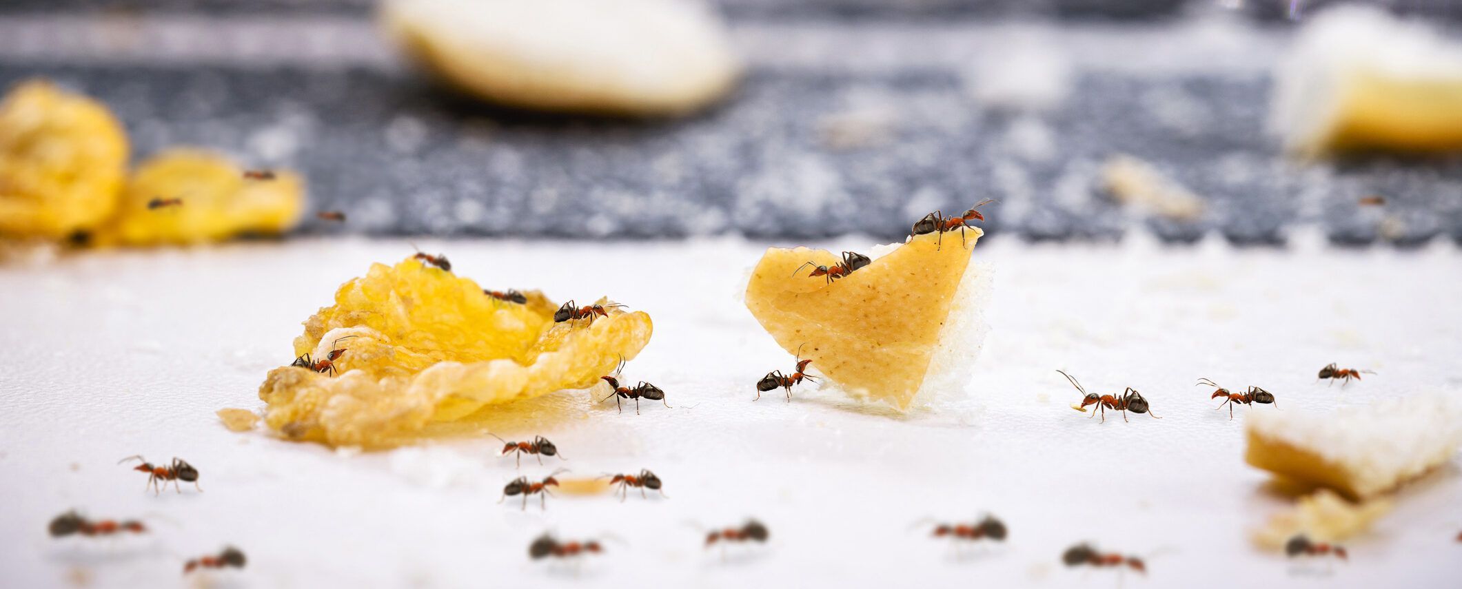 Runnemede Pest Control Companies - A Bell Pest Services | South Jersey